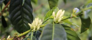 Caféier : faire pousser son plan de café chez soit