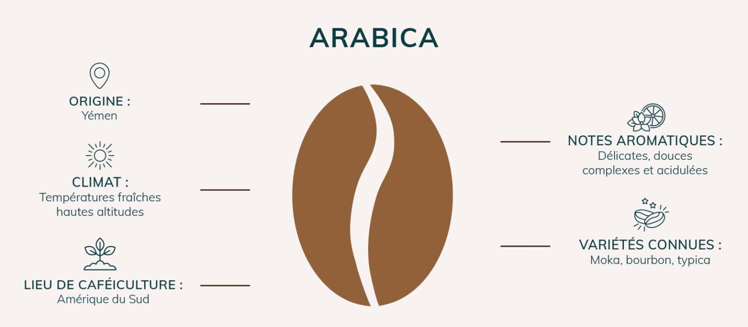 Qu’est-ce que le café arabica ? - En savoir plus
