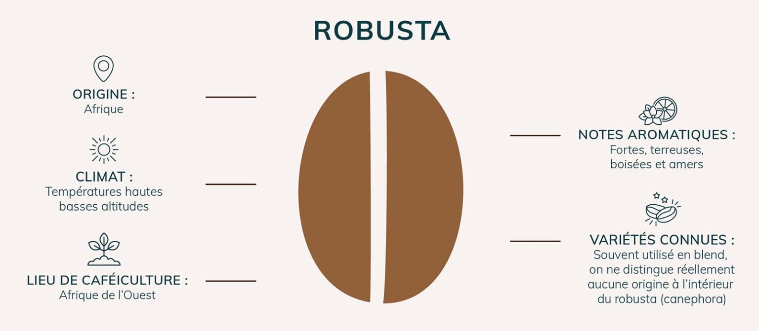 Qu’est-ce que le café robusta ? - En savoir plus